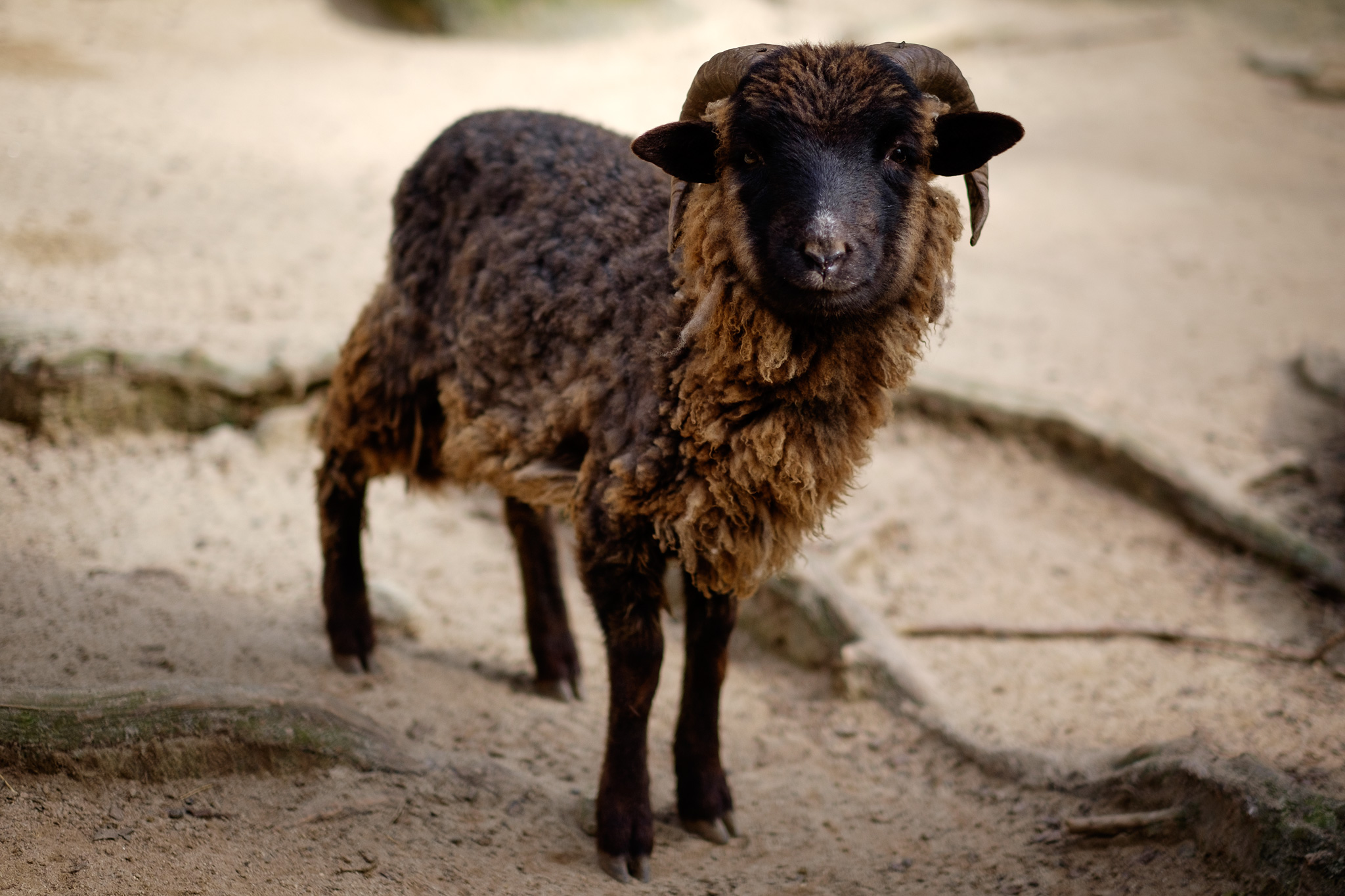 sunny-ram - Trenton Talbot Photography